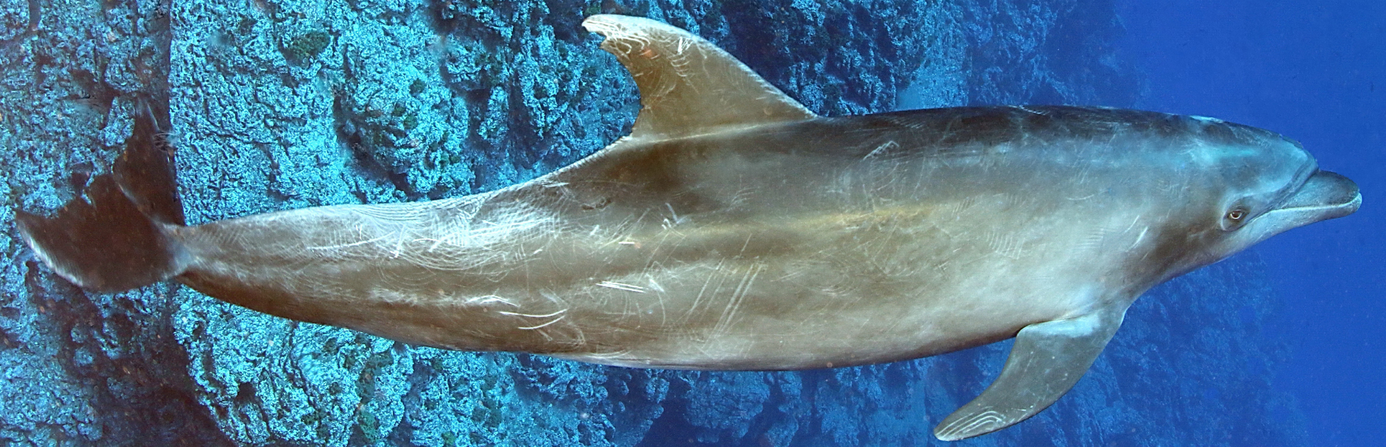 Tiger-Beach-Dolphin2 – Brass Anchor Scuba Center