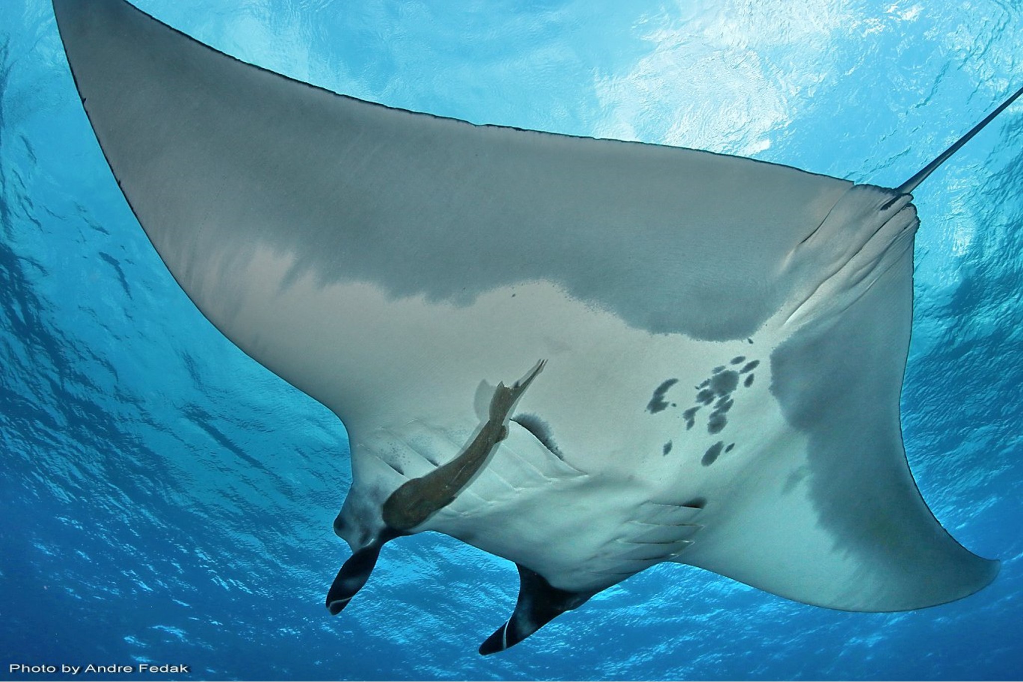 Maldives5 – Brass Anchor Scuba Center