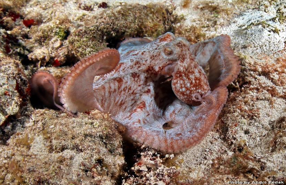 DIVE TRAVEL – Brass Anchor Scuba Center